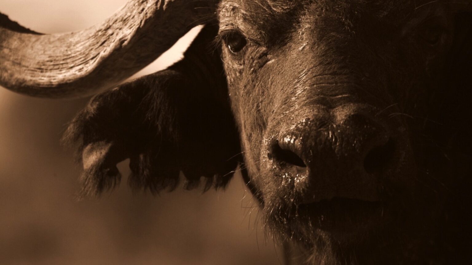 15 of Earth's Most Lethal Creatures | KindaFrugal