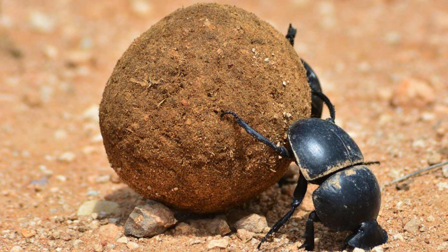 18 Weird Bug Facts Everyone Should Know | KindaFrugal