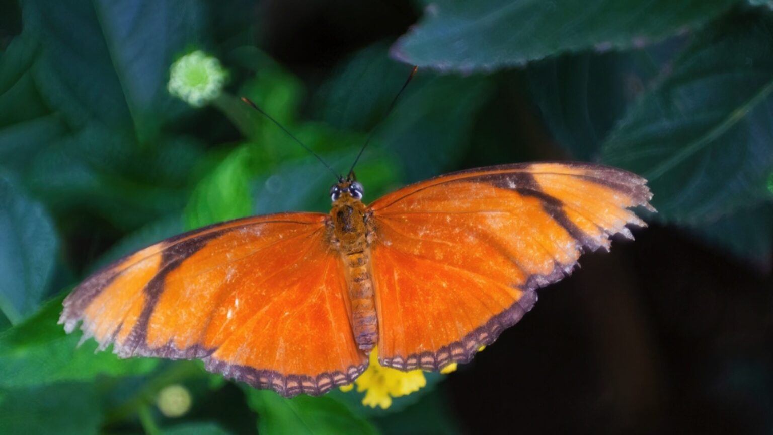 18 Weird Bug Facts Everyone Should Know | KindaFrugal